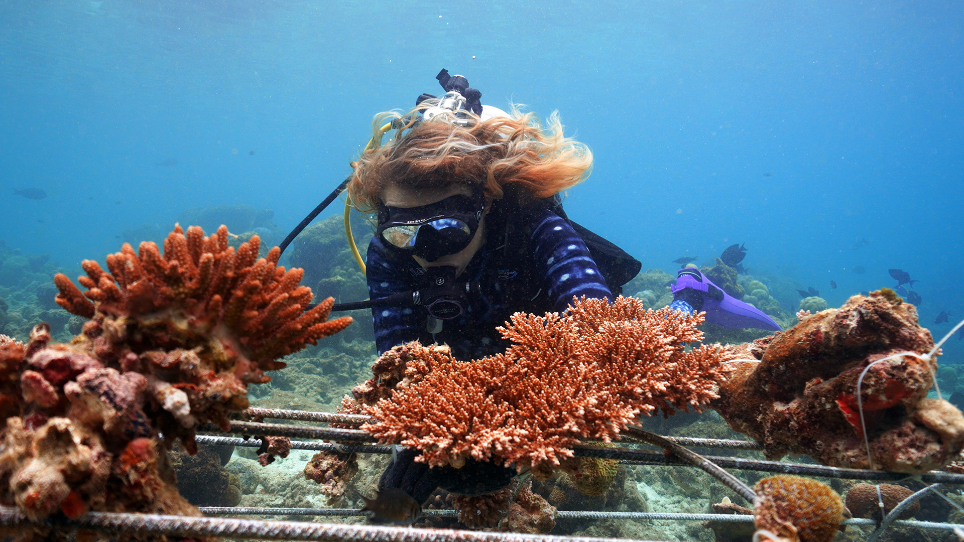 New State-of-the-Art Biorock® Regeneration Project